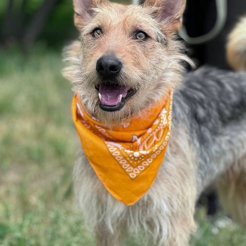 Молодой пес Шик в добрые руки из приюта