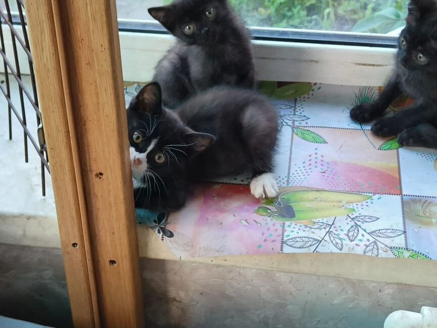 Котята в добрые руки