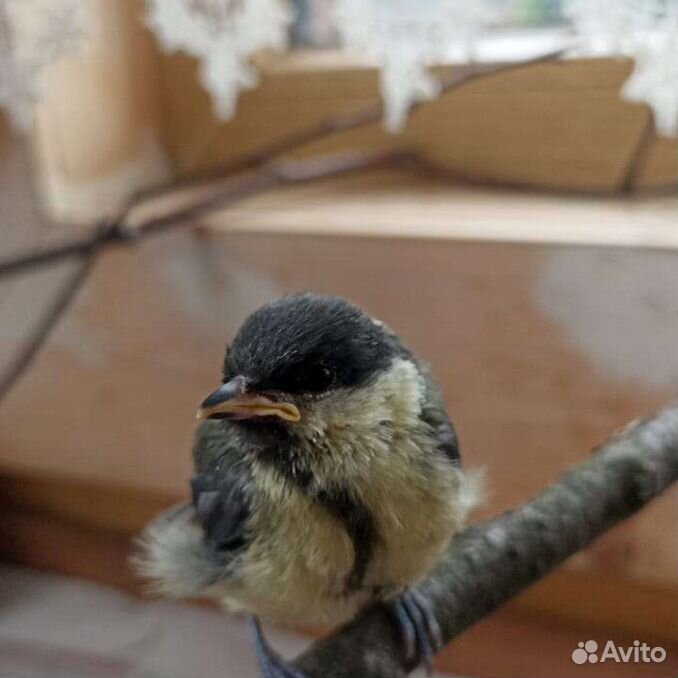 Синица птинец