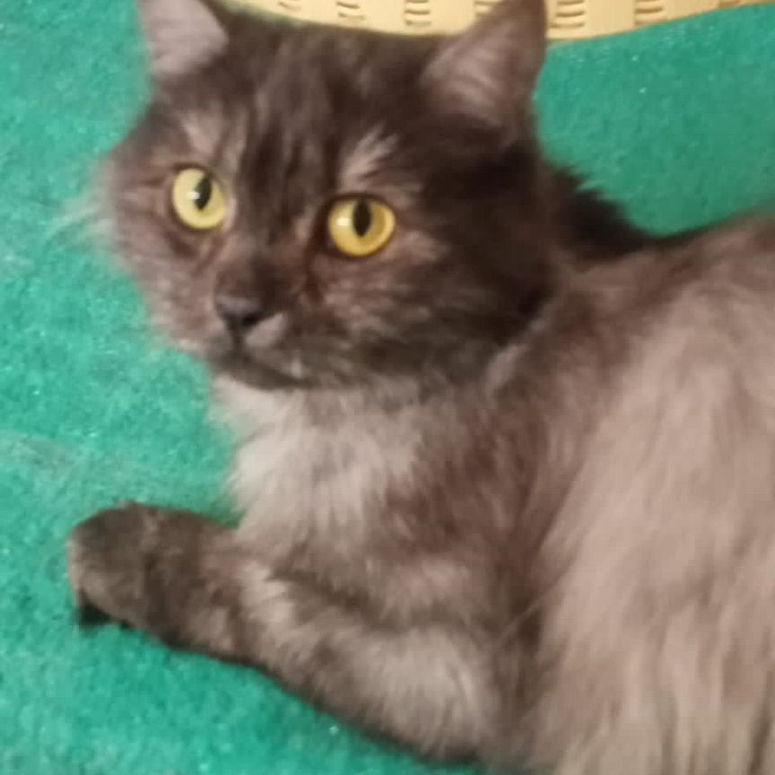 Кошка