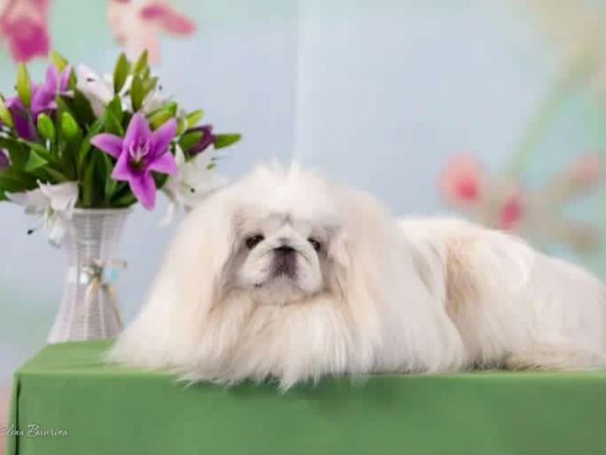 Пикинесы вязка