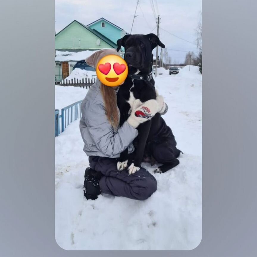 Кане корсо