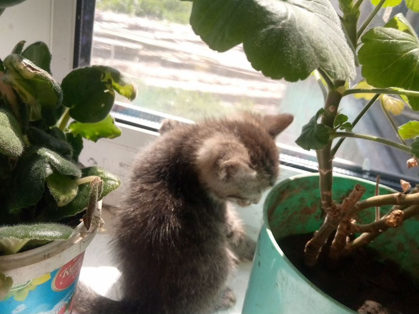 Котята,ловят кротов,насекомых которые мешают