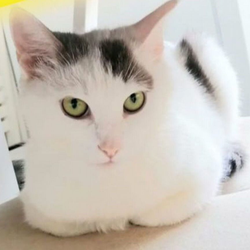 Белоснежная, ухоженная, стерелизованная кошечка