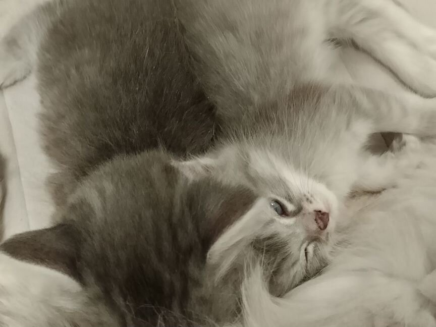 Котята