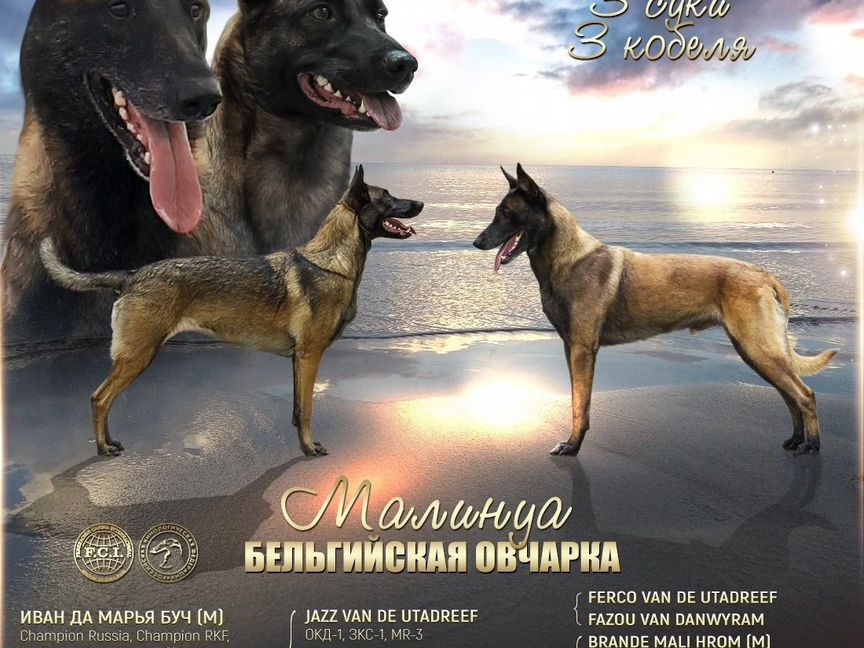 Бельгийская овчарка