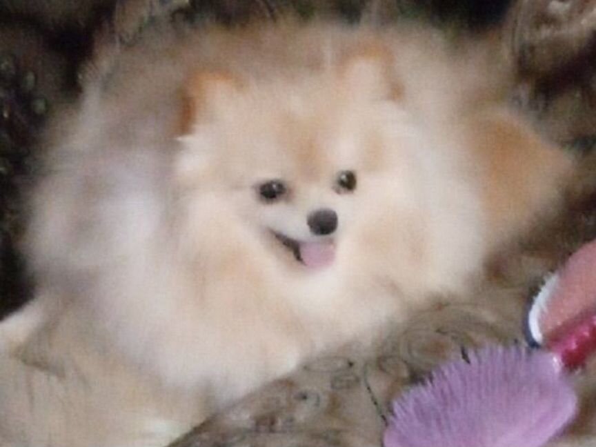 Померанский шпиц