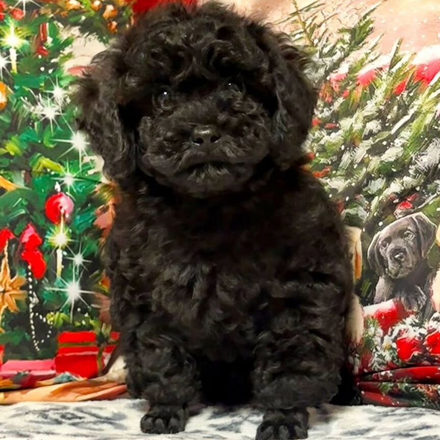 Той-пудель, щенок