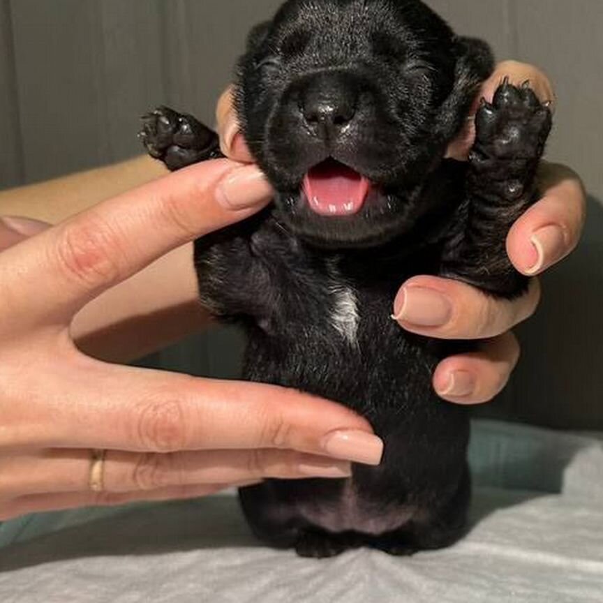 Французский бульдог, щенок