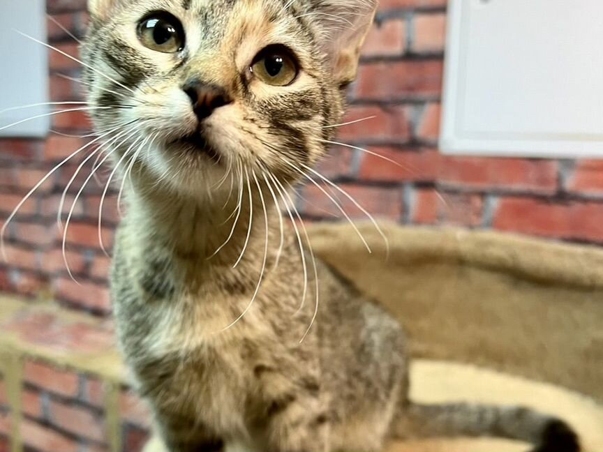 Котенок девочка Мия 3 мес ищет свою семью