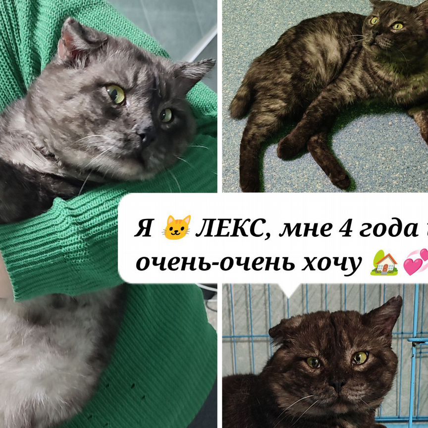 Взрослый кот в добрые руки