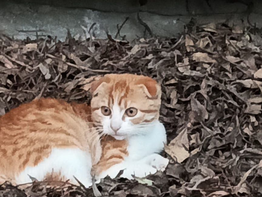Шотландская вислоухая кошка бесплатно