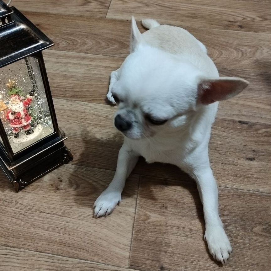 Чихуахуа мальчик вязка