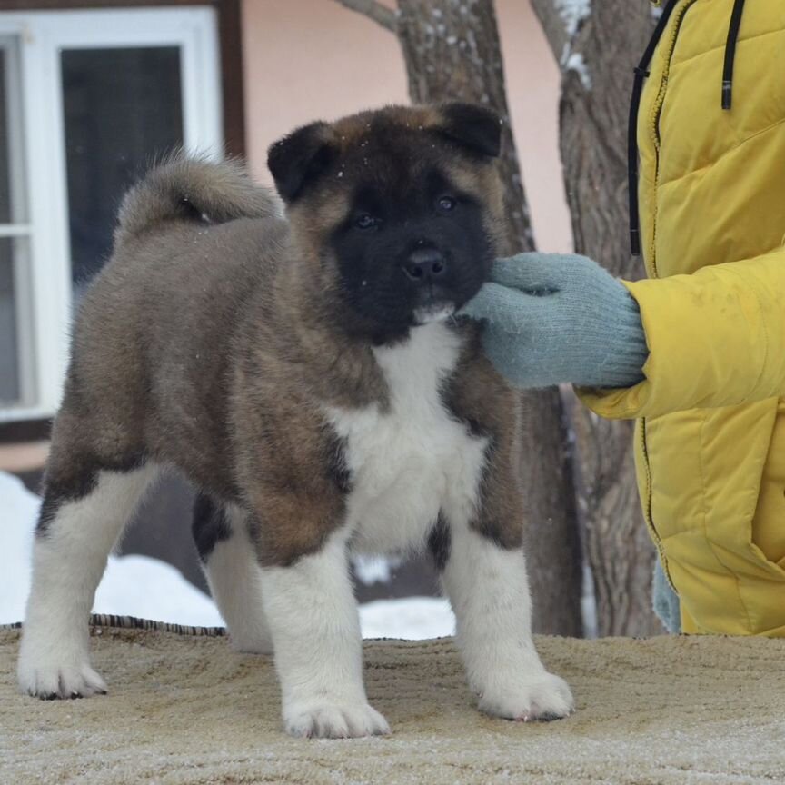 Американская акита, щенок