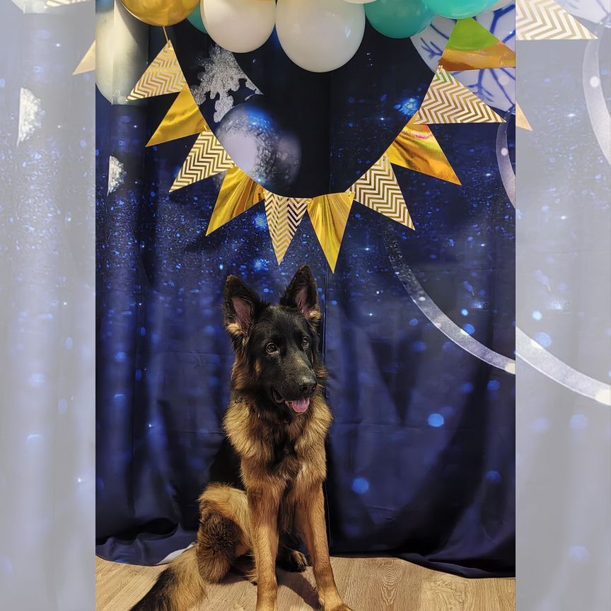 Немецкая овчарка, взрослая собака