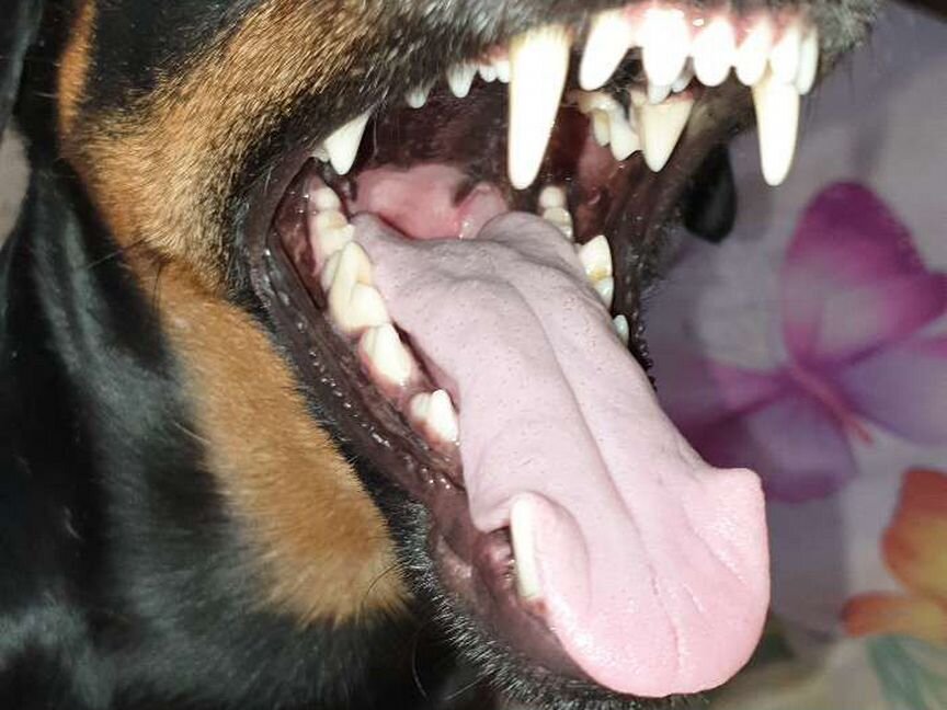 Вязка ягдтерьера