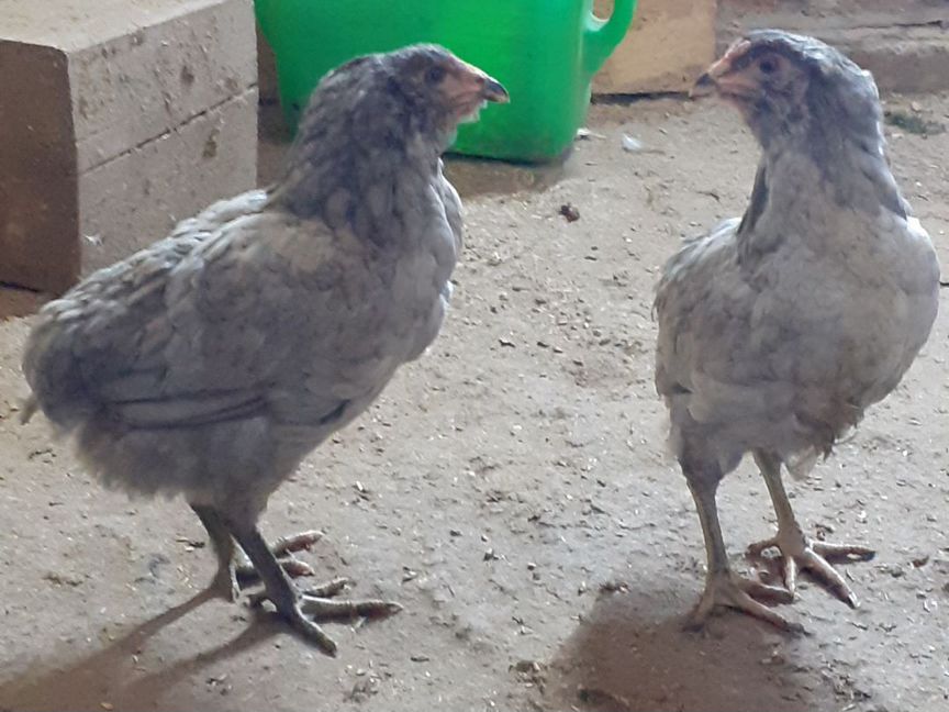 Породистые петушки и курочки