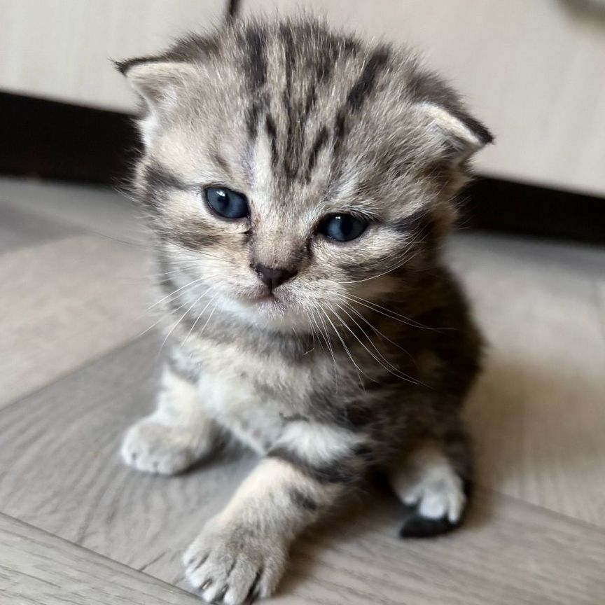 Шотландский вислоухий короткошёрстный котёнок