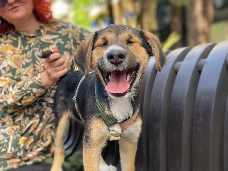 Очаровательный малыш в добрые руки