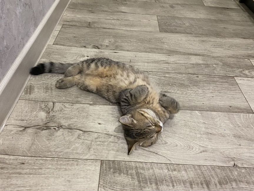 Отдам в добрые руки шотландского кота