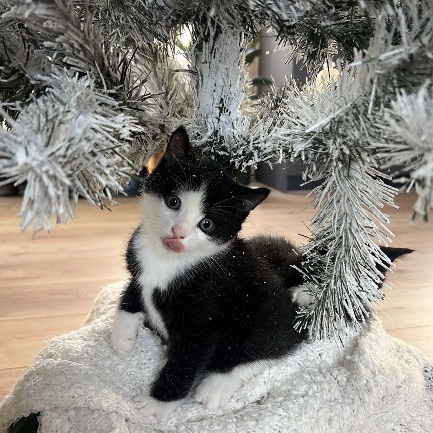 Котёнок в добрые руки