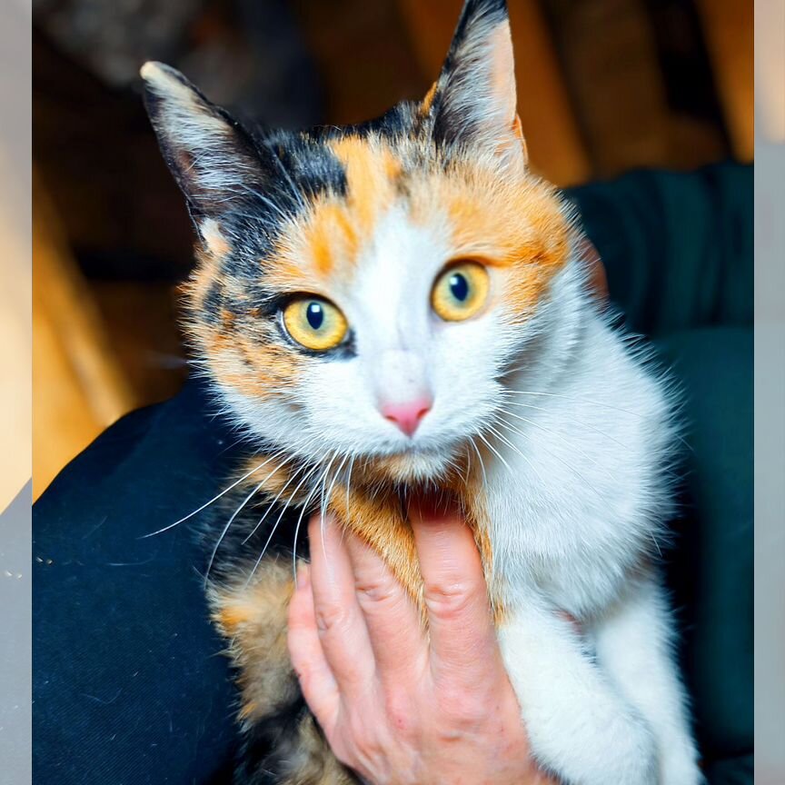 Котёнок в добрые руки