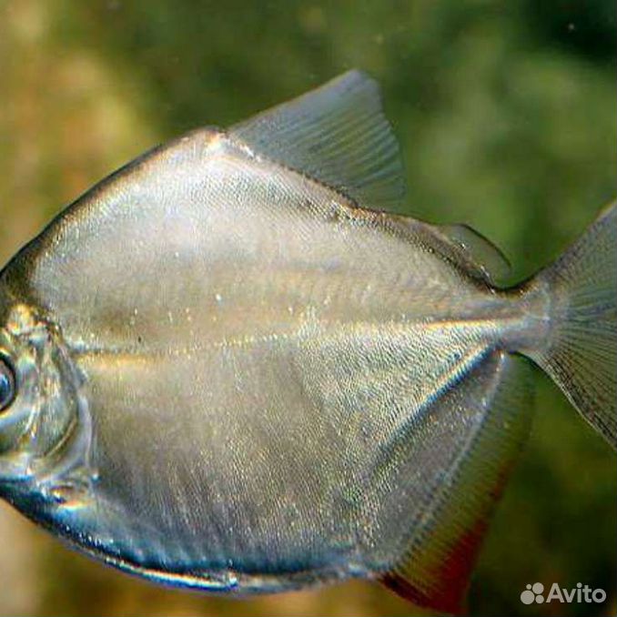 Метиннис Аквариумные рыбки в ассортименте