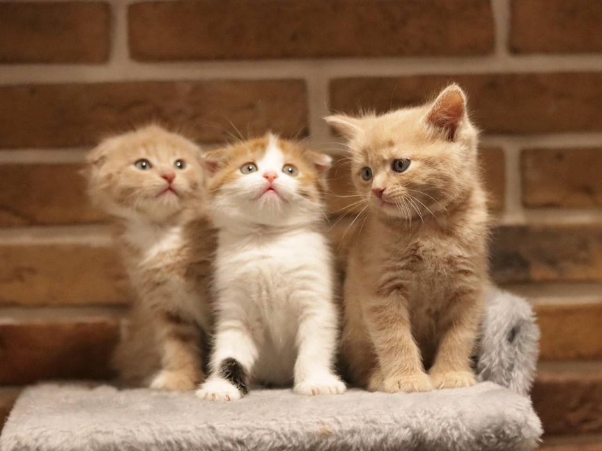 Шотландские котята