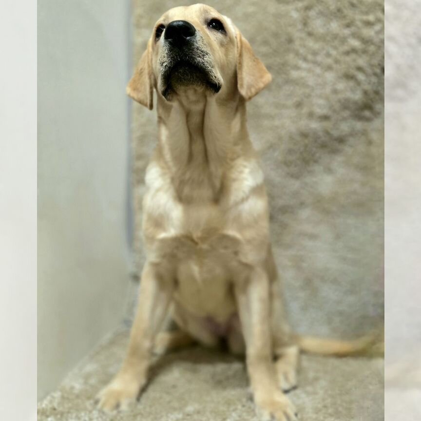 Лабрадор-ретривер, щенок