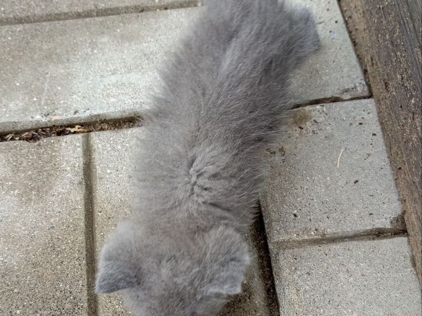 Отдам в добрые руки