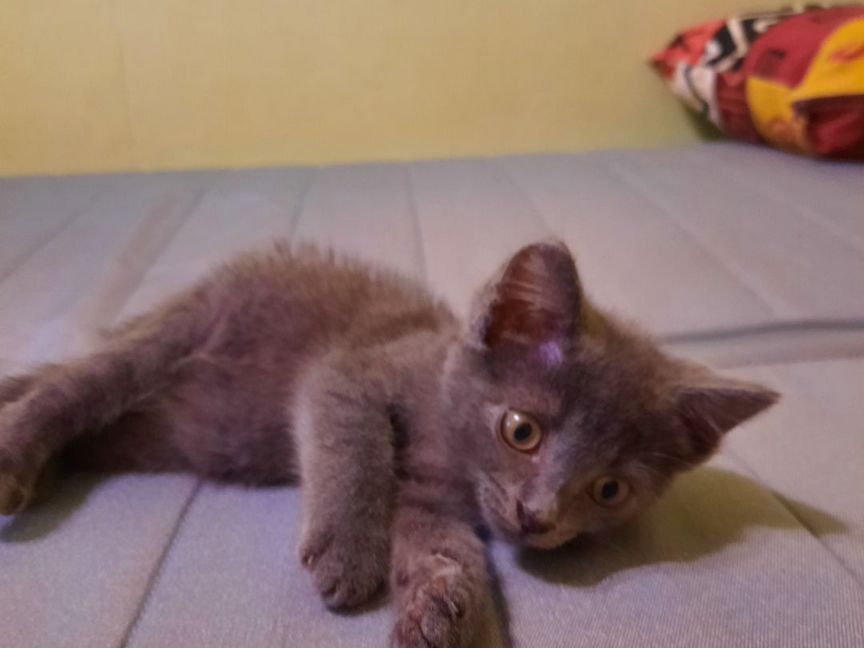 Русская голубая