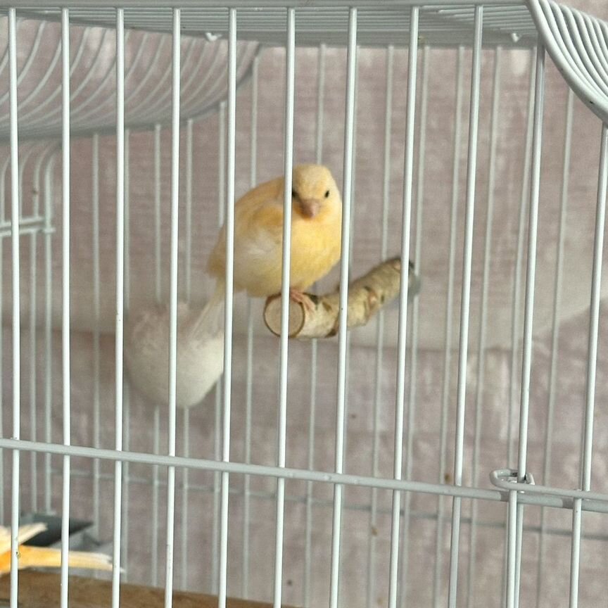 Канарейка птенец девочка