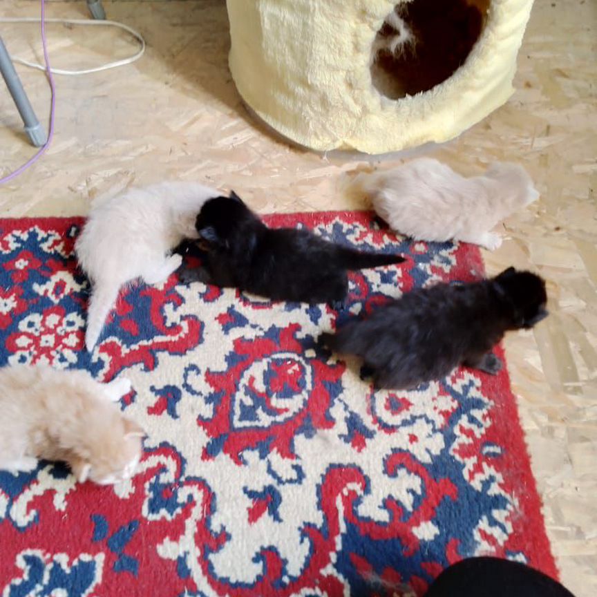 Котята пушистые в добрые руки