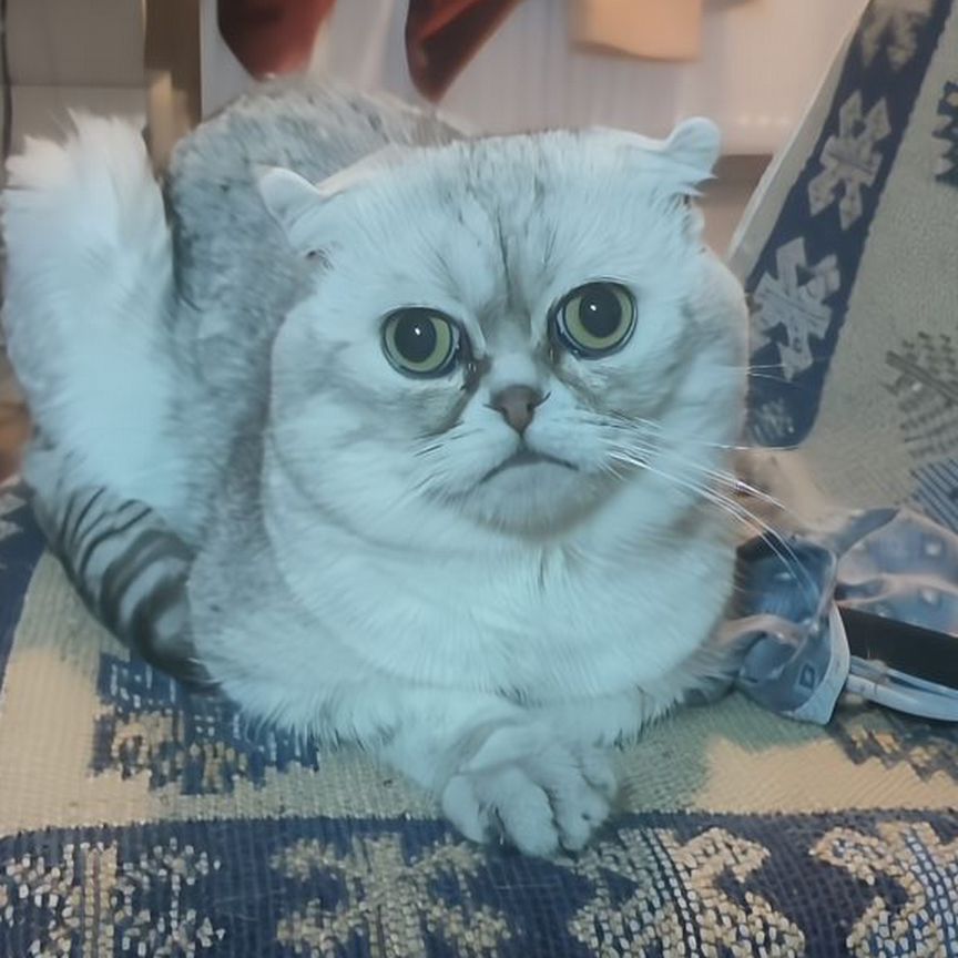 Шотландский вислоухий короткошёрстный кот, взрослый