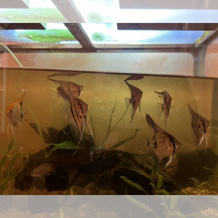 Рыбки скалярии