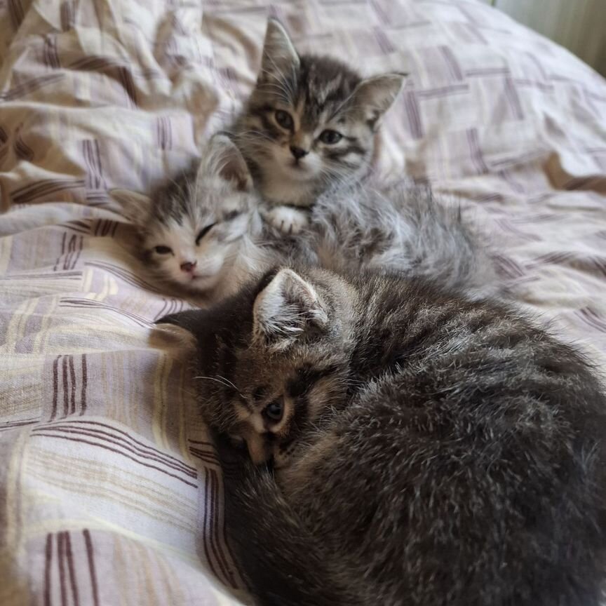 Милашки ищут дом