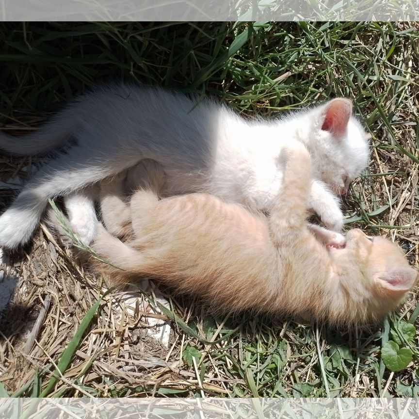 Котята в добрые руки