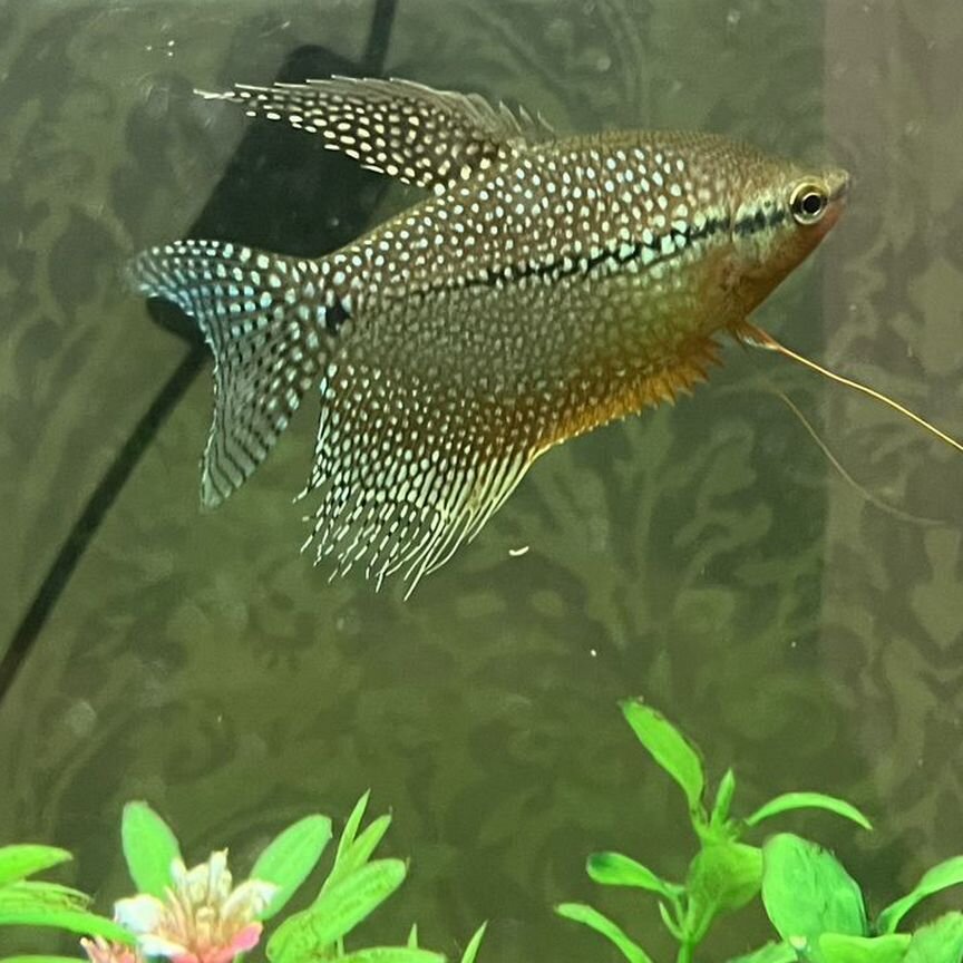 Аквариумные рыбы