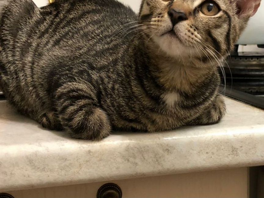 Девочка ищет дом