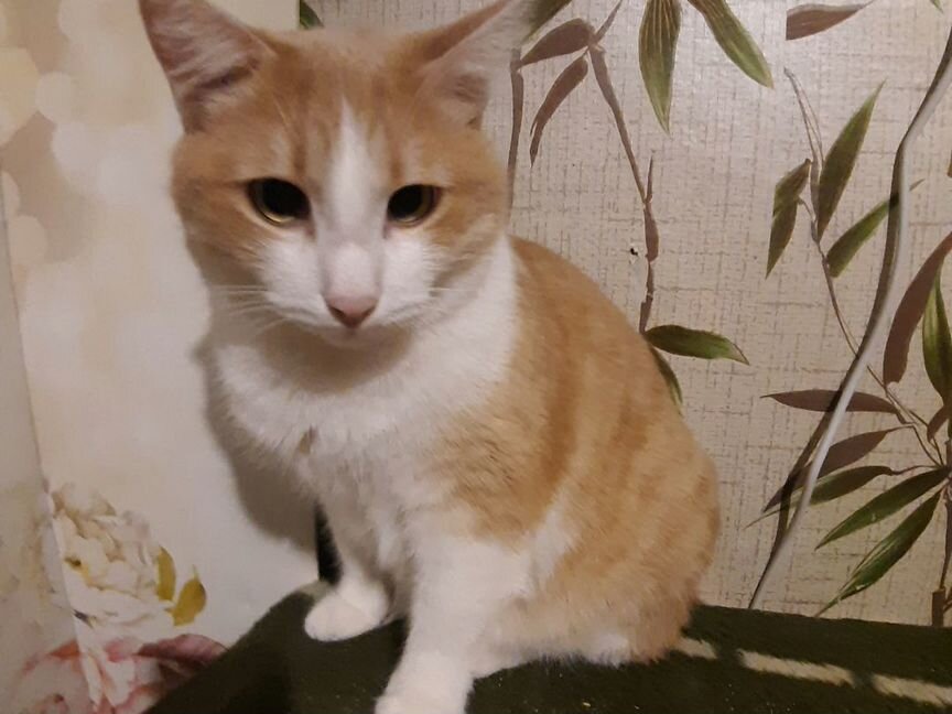 Молодой котик в добрые руки
