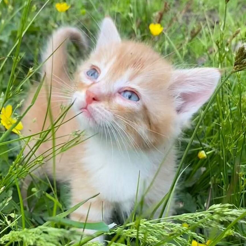 Рыжий котёнок 2 мес ищет дом