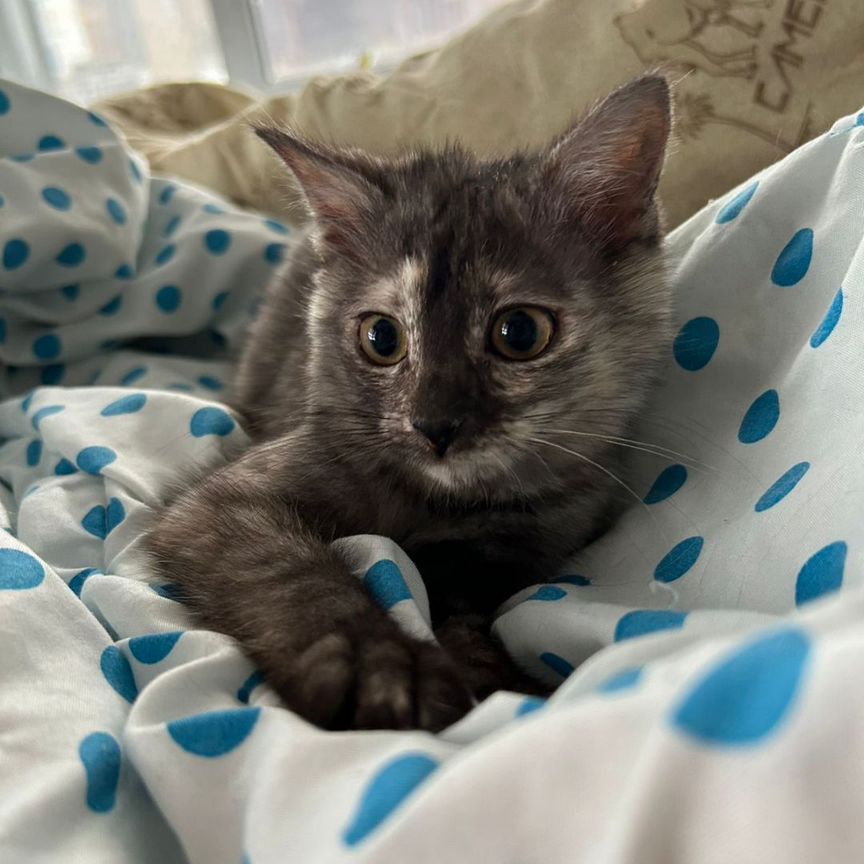 Нашли котёнка ищем добрые руки