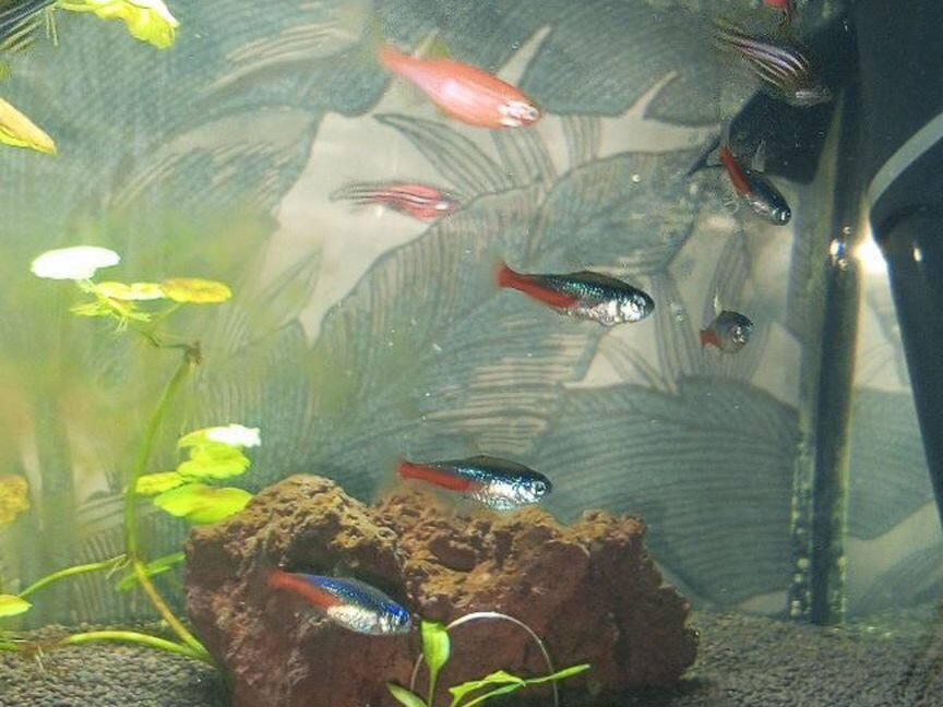 Аквариумные рыбки данио и неоны