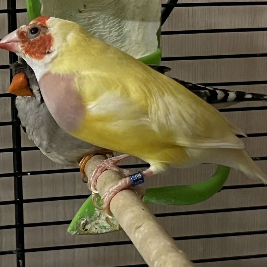 Амадина гульда самочки