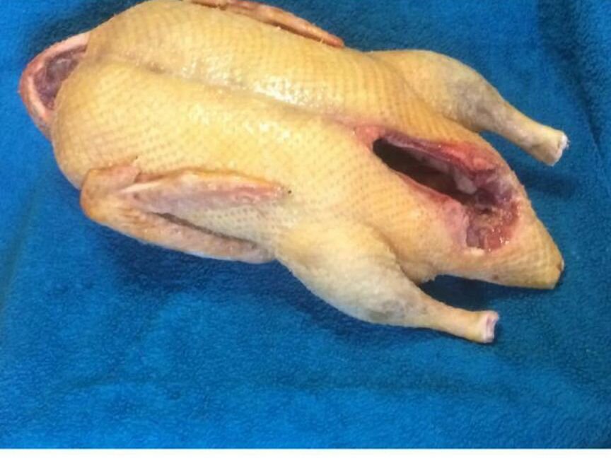 Индоутка мускусная утка