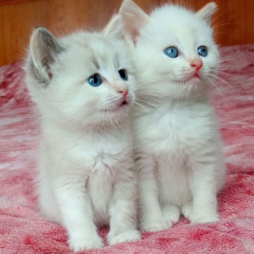 Шотландские котята