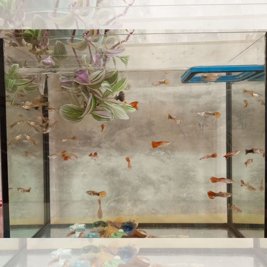 Аквариумные рыбки гуппи