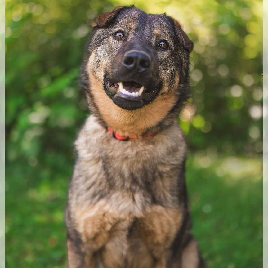 Собака в добрые руки