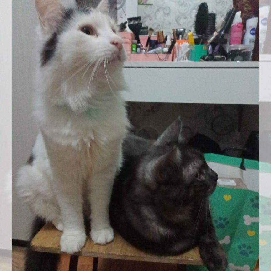 Отдам бесплатно