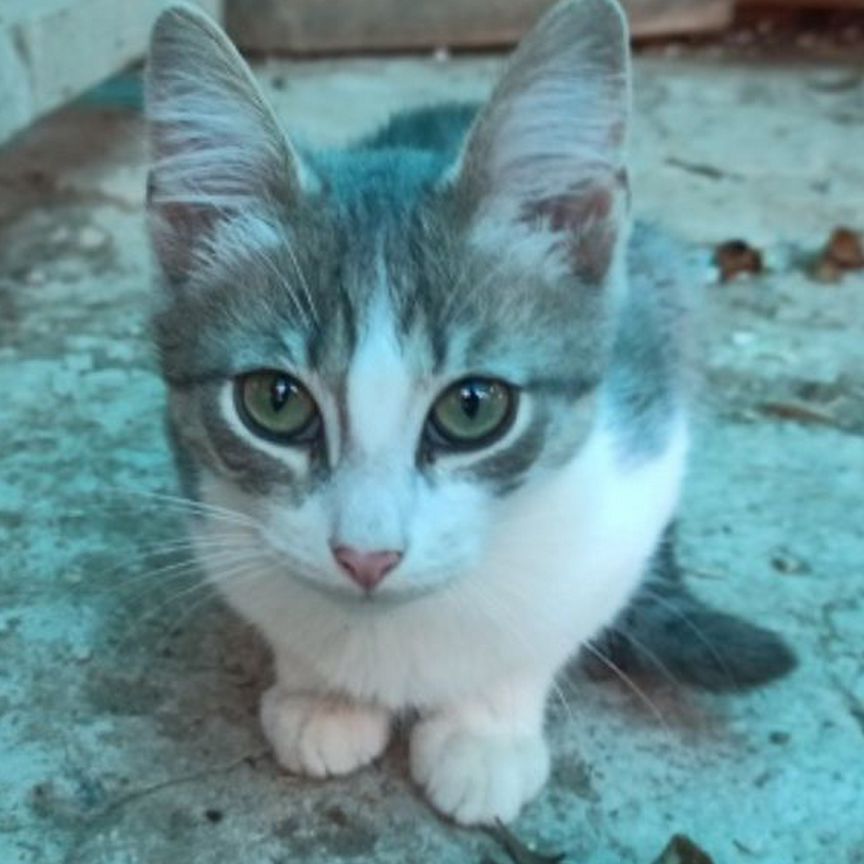 Несчастные котятки